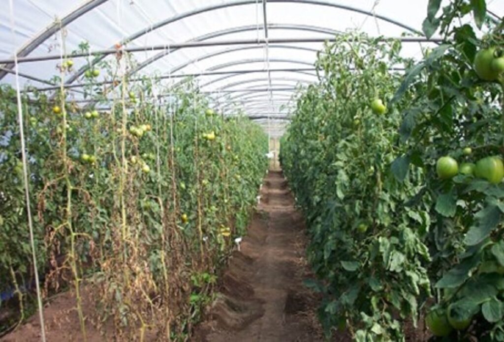 Sanidad del cultivo de tomate, rendimiento y calidad del suelo del ...